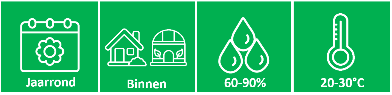 Spint bestrijden met roofmijten correctief