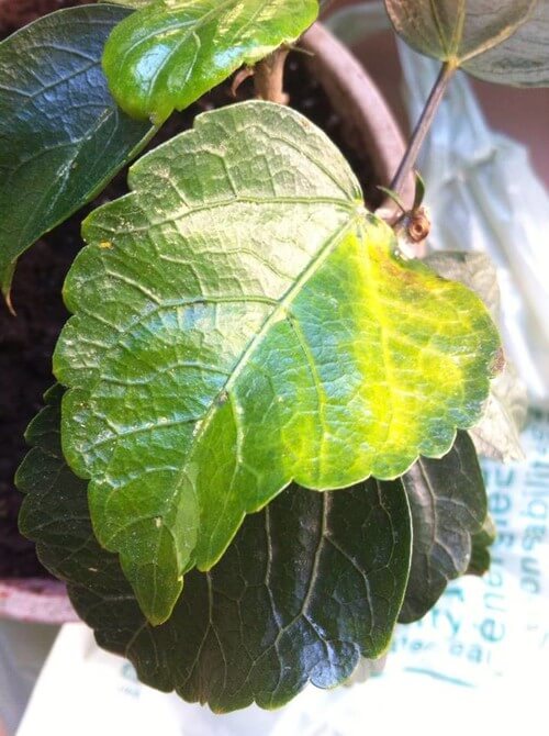 Spint Bestrijden op biologische wijze met roofmijten