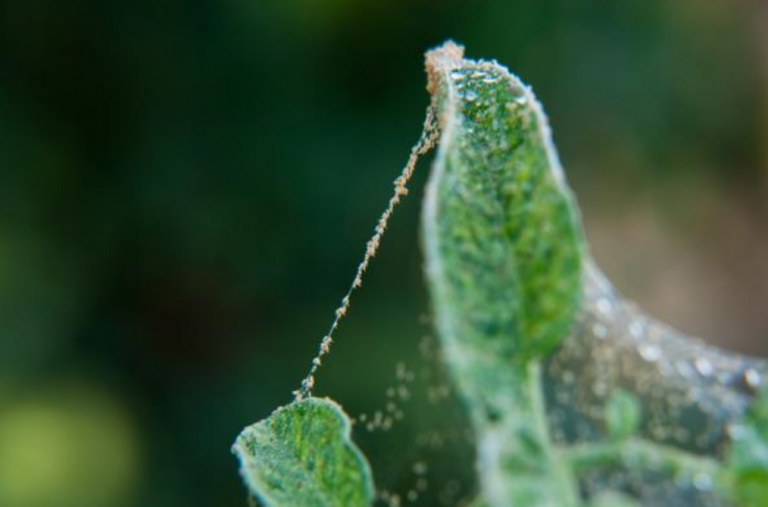 Schadebeelden van plaaginsecten - Biobestrijding