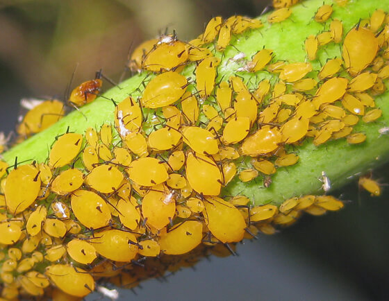 Dop- en schildluizen - Biobestrijding