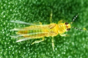 Bestrijding Trips met o.a. roofwantsen en roofmijten