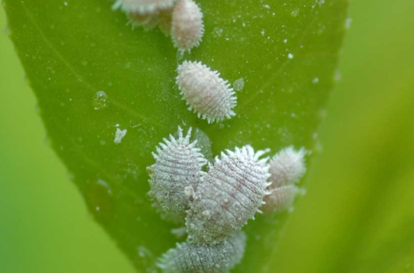 Wolluis bestrijden op Biologische wijze met lieveheersbeestjes