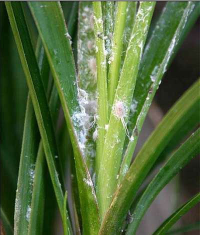 Wolluis bestrijden op Biologische wijze met lieveheersbeestjes / kevers