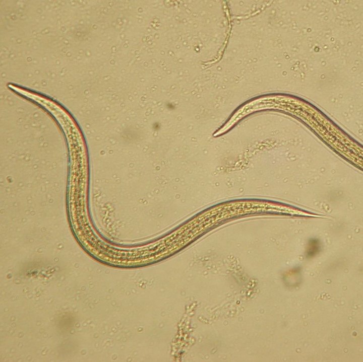 Het gebruik van aaltjes (nematoden) - Biobestrijding