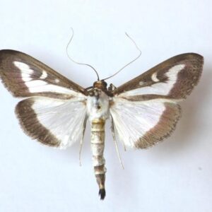 Buxusmot en -rups natuurvriendelijk bestrijden