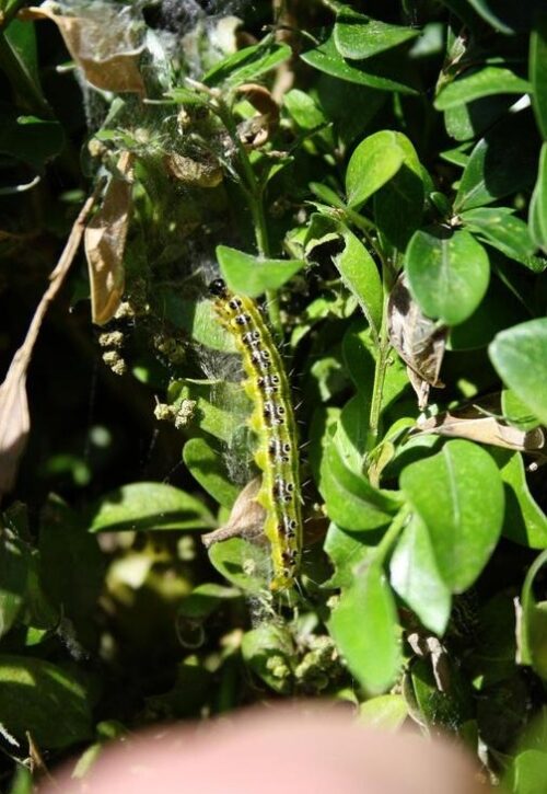 Buxusmot en -rups natuurvriendelijk bestrijden