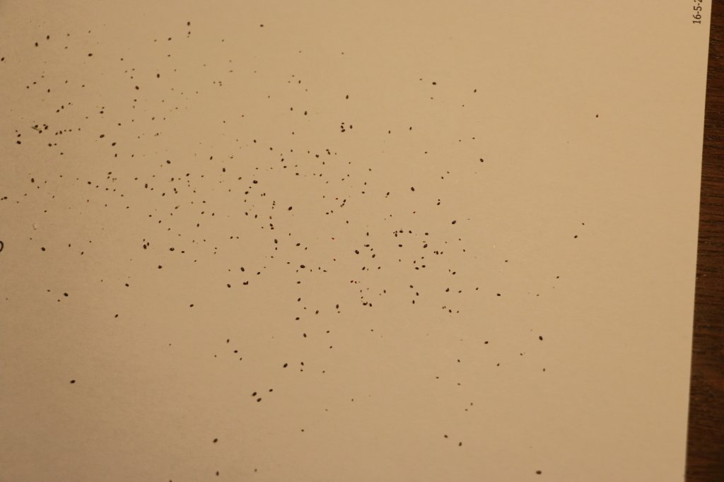 Bloedluis vallen om bloedluis vast te stellen