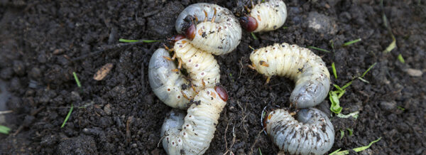 Engerlingen bestrijden met aaltjes / nematoden - biologisch