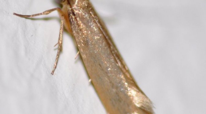 Tips voor bestrijding kledingmotten | Biobestrijding