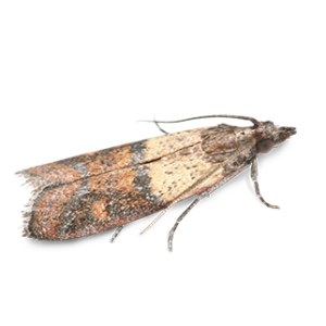 Bestrijding van voedselmotten - met sluipwespen