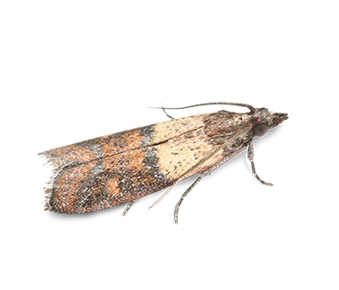 Bestrijding van voedselmotten - met sluipwespen