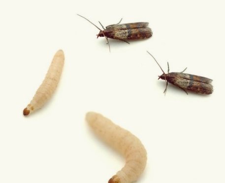 Voedselmotten bestrijden? Tips en oplossing ter bestrijding