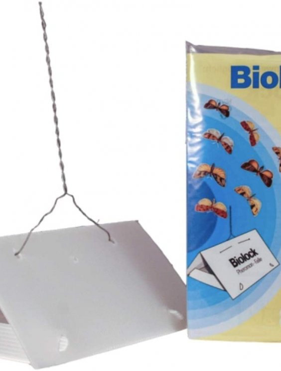 Feromoonval voor fruitmot - Biobestrijding