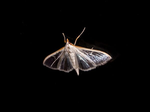 Voedselmotplaag informatie over bestrijding - Biobestrijding