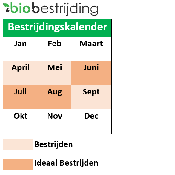 Feromoonval voor de pruimenmot