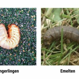 Engerlingen bestrijden met aaltjes / nematoden - biologisch
