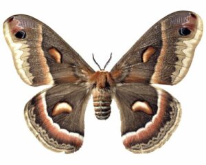 Steeds meer motten door warm weer - bestrijden doe je zo