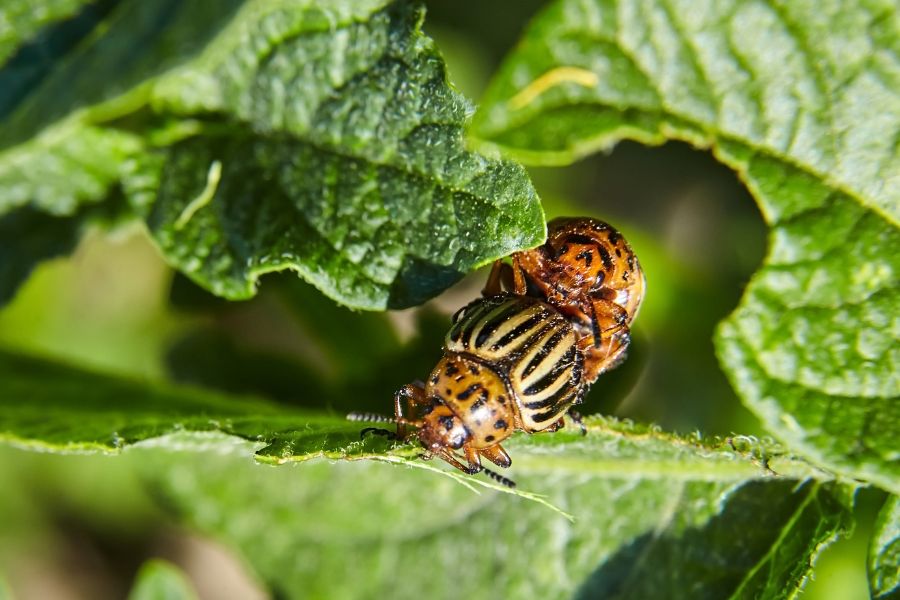 De coloradokever biologisch bestrijden met aaltjes. Lees verder