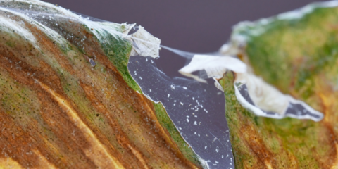 Spint bestrijden | Effectieve en natuurlijke oplossingen