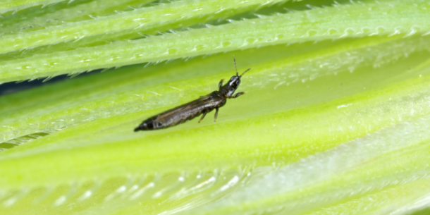 Trips bestrijden | Biobestrijding