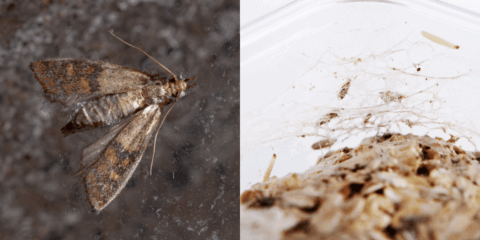 Bestrijding van voedselmotten | De beste tips en oplossingen