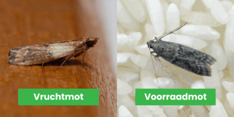 Bestrijding van voedselmotten | De beste tips en oplossingen